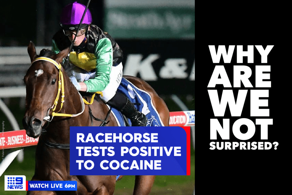 RACEHORSE TESTS POSITIVE FOR COCAINE - Meet Our Horse Meat