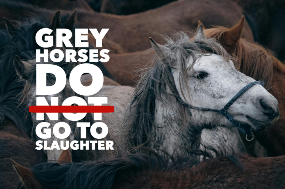GREY HORSES SLAUGHTERED - Meet Our Horse Meat